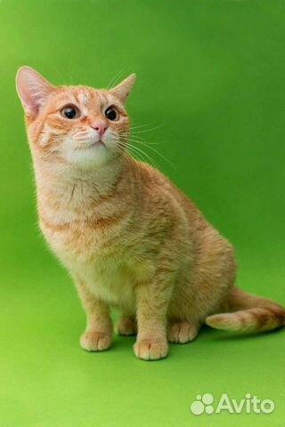 Рыженькая Рокси в поисках дома