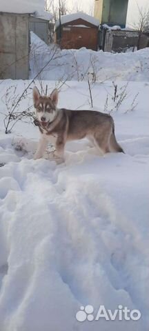 Щенок хаски