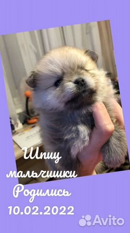 Померанский шпиц