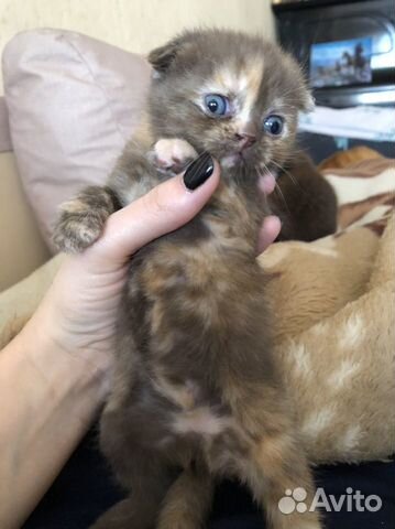 Кошечка шотландская скотиш-фолд