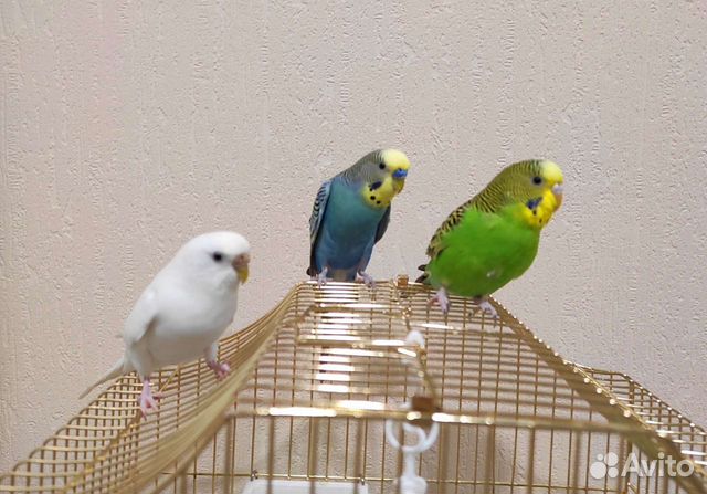 Банда волнистых попугаев