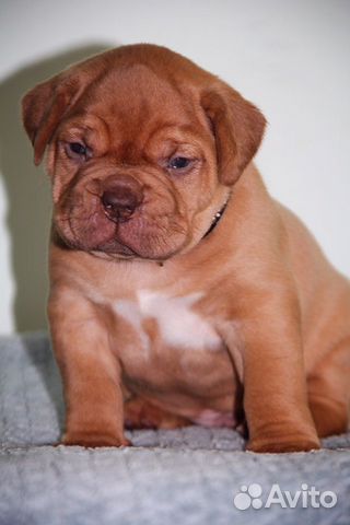 Очень красивый мальчик бордоского дога