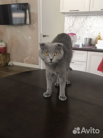 Кошка ищет жениха для вязки