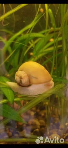 Улитки ампулярии