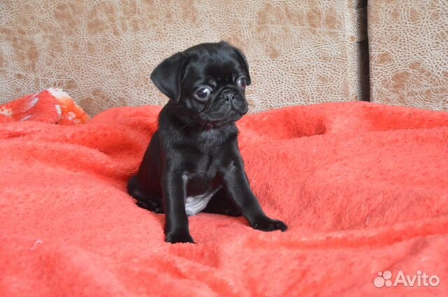 Шелк, черный красавчик