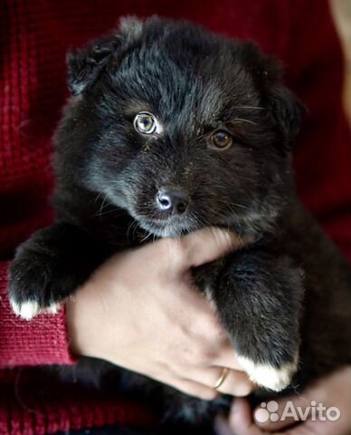 Щенки медвежата в добрые руки
