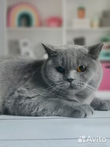Британские котята от 3 до 11 мес