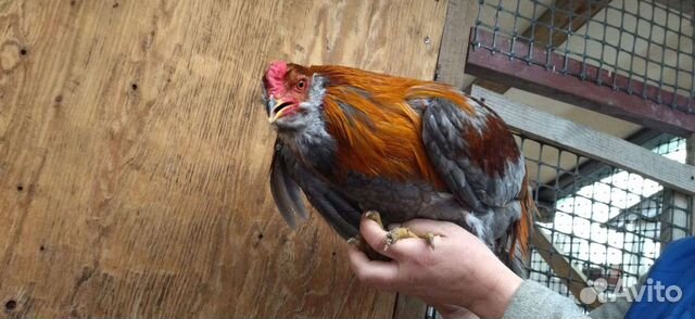 Семья Амерауканов и Маранов