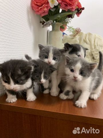 Котята в добрые руки от тайской кошки