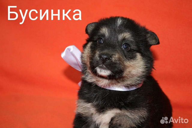 Щеночек Бусинка, в добрые руки