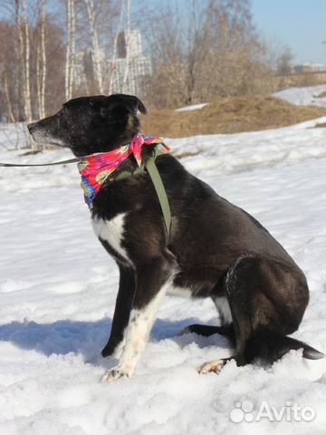 Жасмин-собака с красивым именем и тяжелой судьбой