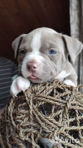 Американский булли покет