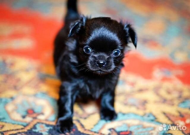 Чихуахуа, черный мальчик, девочка шоколад