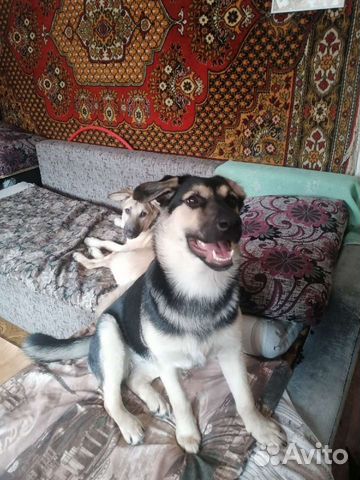 Собаки бесплатно