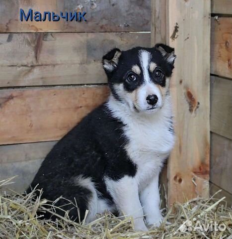 Собаки щенки бесплатно в добрые руки