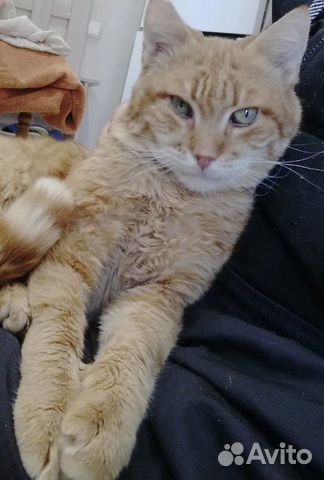 Очень ласковый котик Рыжик