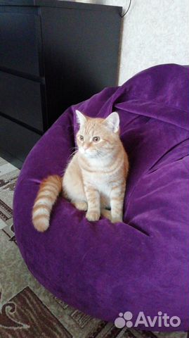 Котик шотландец бесплатно