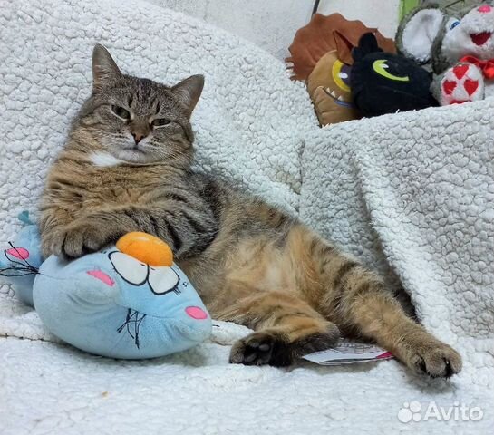 Барыня кошка