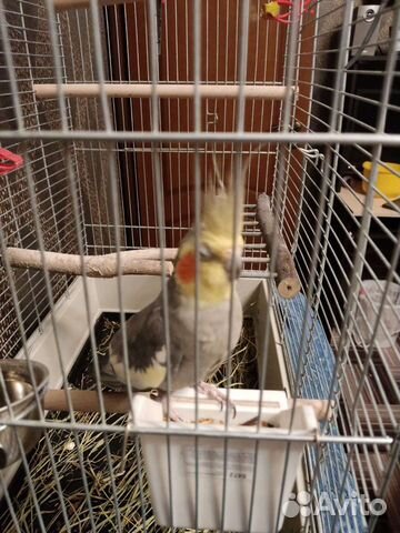 Продам попугая