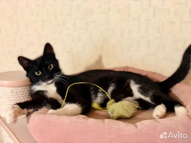 Кошка Балеринка в активном поиске своего человека