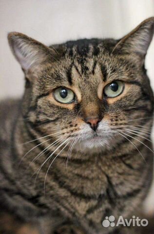 Мраморная кошка Шанти в дар