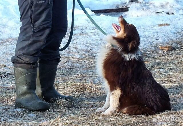 Аусси девочка