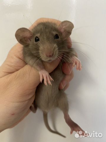 Крысята дамбо