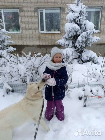 Собака золотистый ретривер