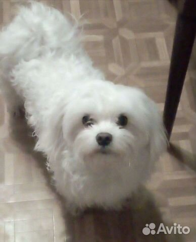 Мальтийская болонка вязка