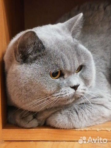 Британский кот. Вязка