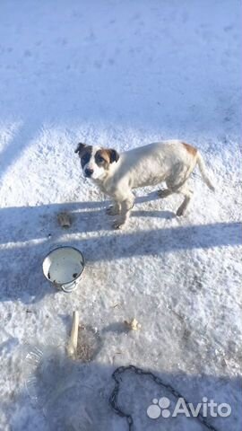 Щенки бесплатно