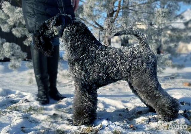 Щенки керри блю терьера