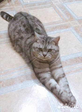 Шотландский кот