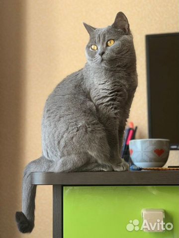 Британская киса в добрые руки