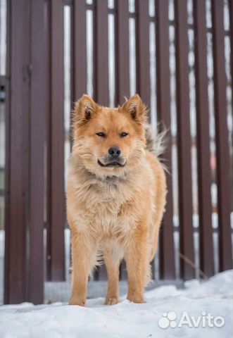 Лисик и Степа попали в приют
