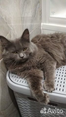 Кошка Небелунга бездомыш