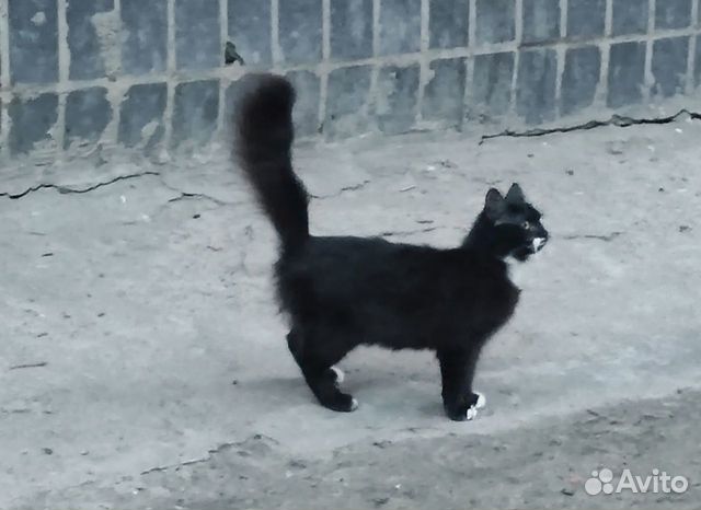 Черный котенок