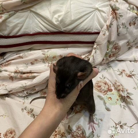 Крыса дамбо