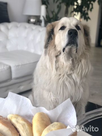 Вязка пиренейской горной собаки