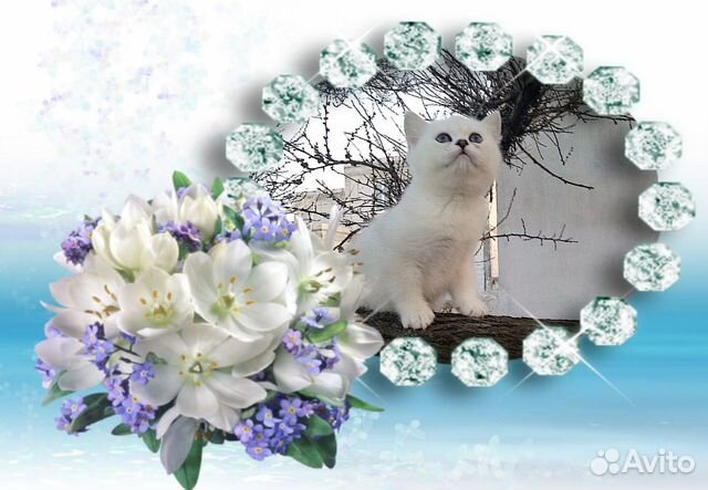 Красавчик элитных кровей