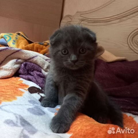 Котёнок британец