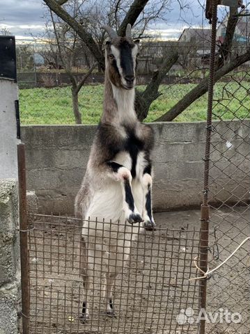 Коза с козлятами