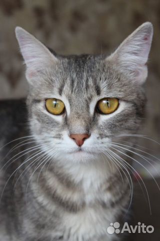 Кошка Мышка ищет дом