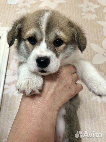 Милые вельш корги пемброк