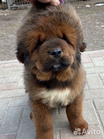 Тибетский Мастиф