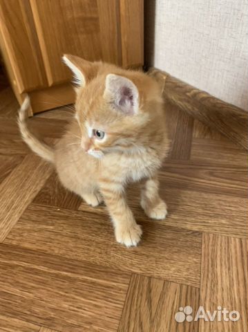 Котята в добрые руки мальчики