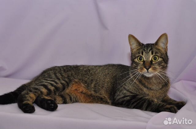 Котенок мальчик бесплатно