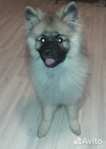 Кеесхонд вольфшпиц