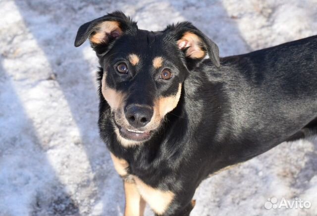 Замечательная Аля ищет дом и любящих хозяев