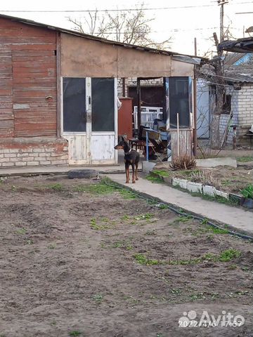 Найдена собака Доберман